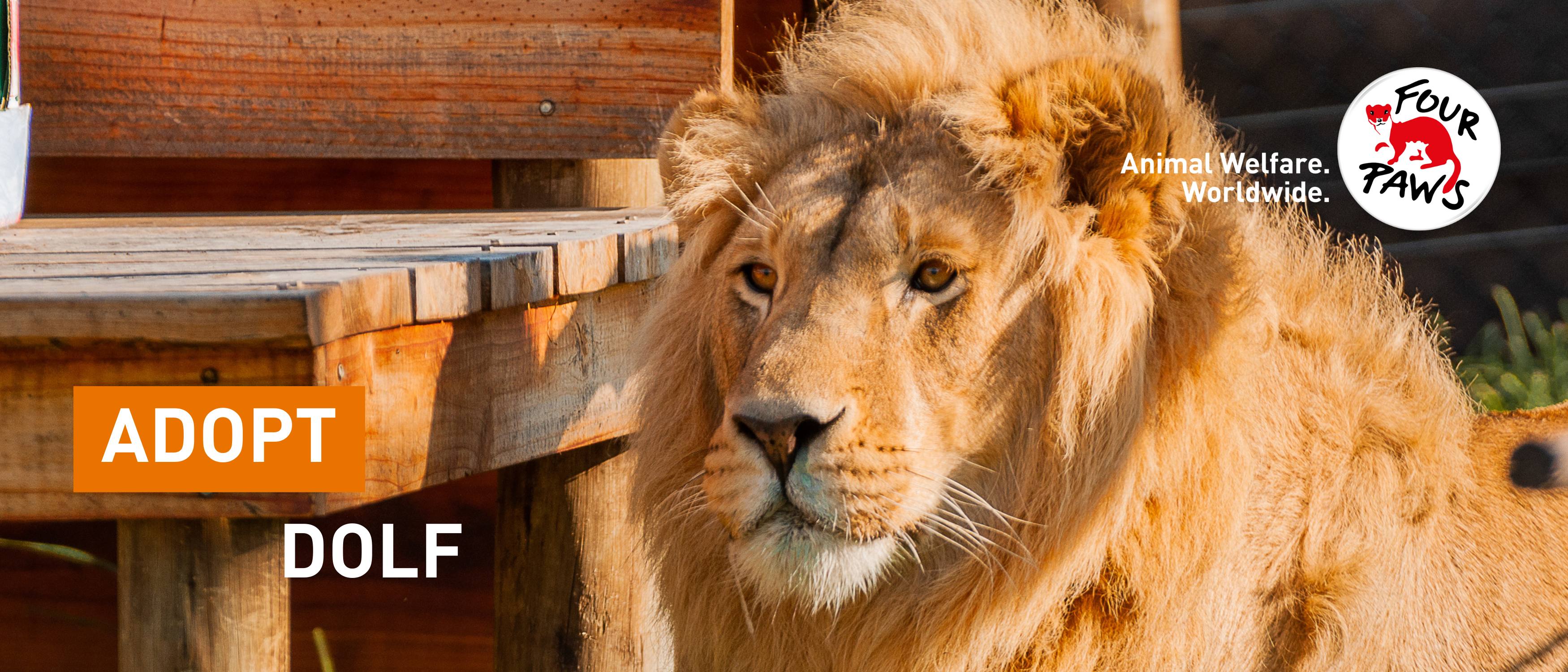 Adopt a Big Cat Dolf