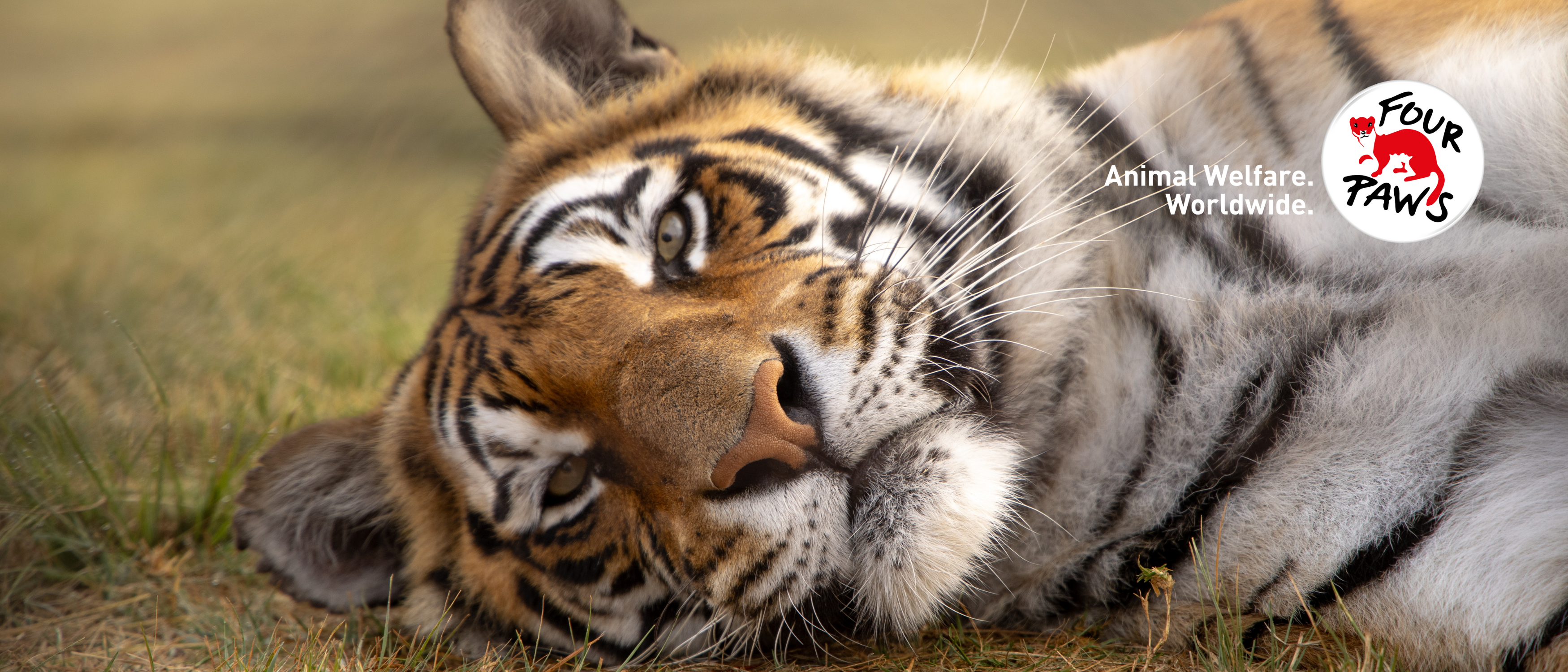 Adopt a Big Cat Shevar